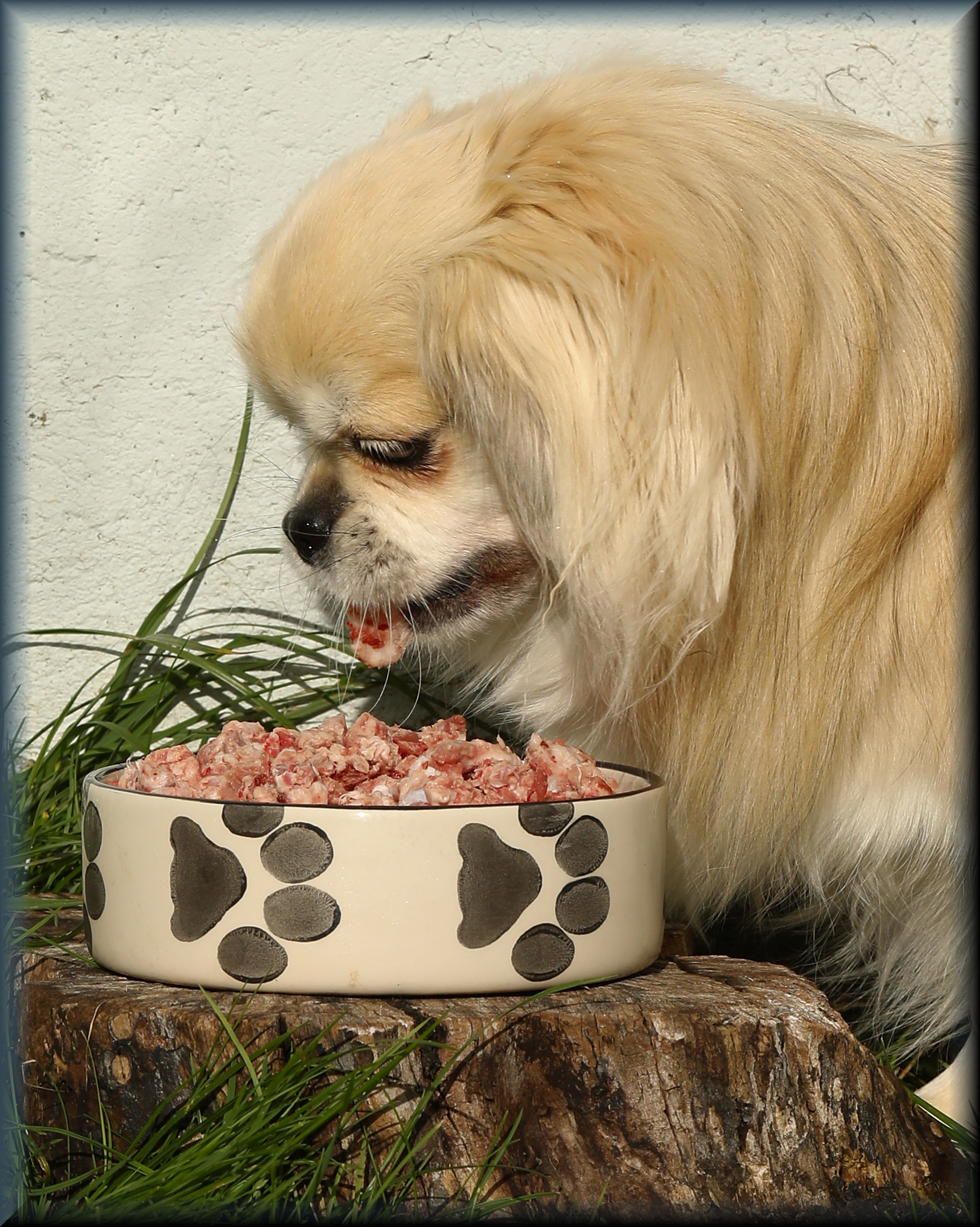 Can Pekingese Eat Chicken